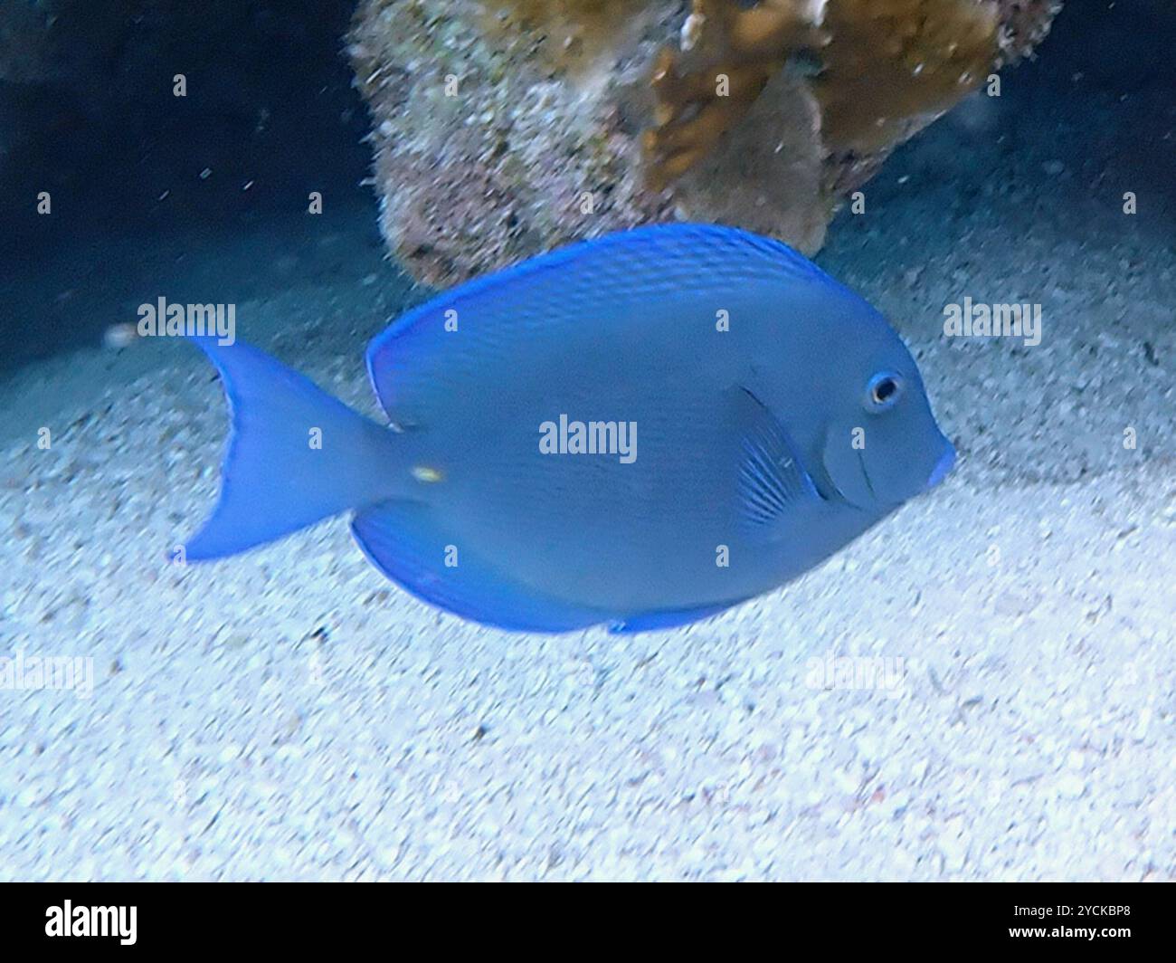 Atlantic Blue Tang (Acanthurus coeruleus) Actinopterygii Stock Photo ...