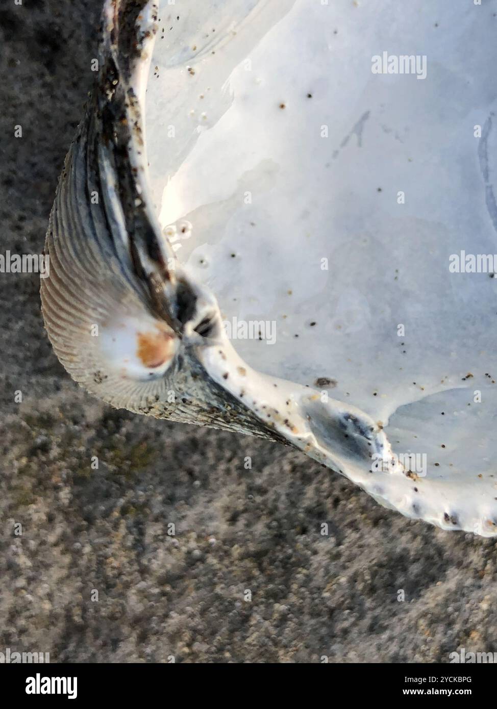 Clinocardium hi-res stock photography and images - Alamy