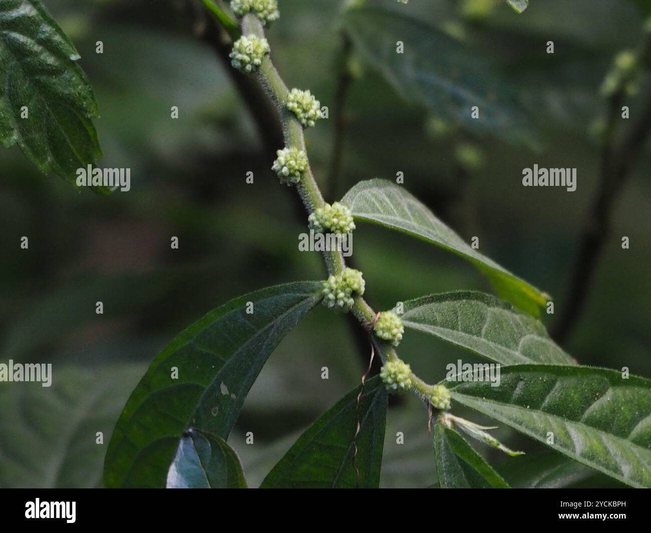 Large lineolate Elatostema (Elatostema lineolatum) Plantae Stock Photo ...
