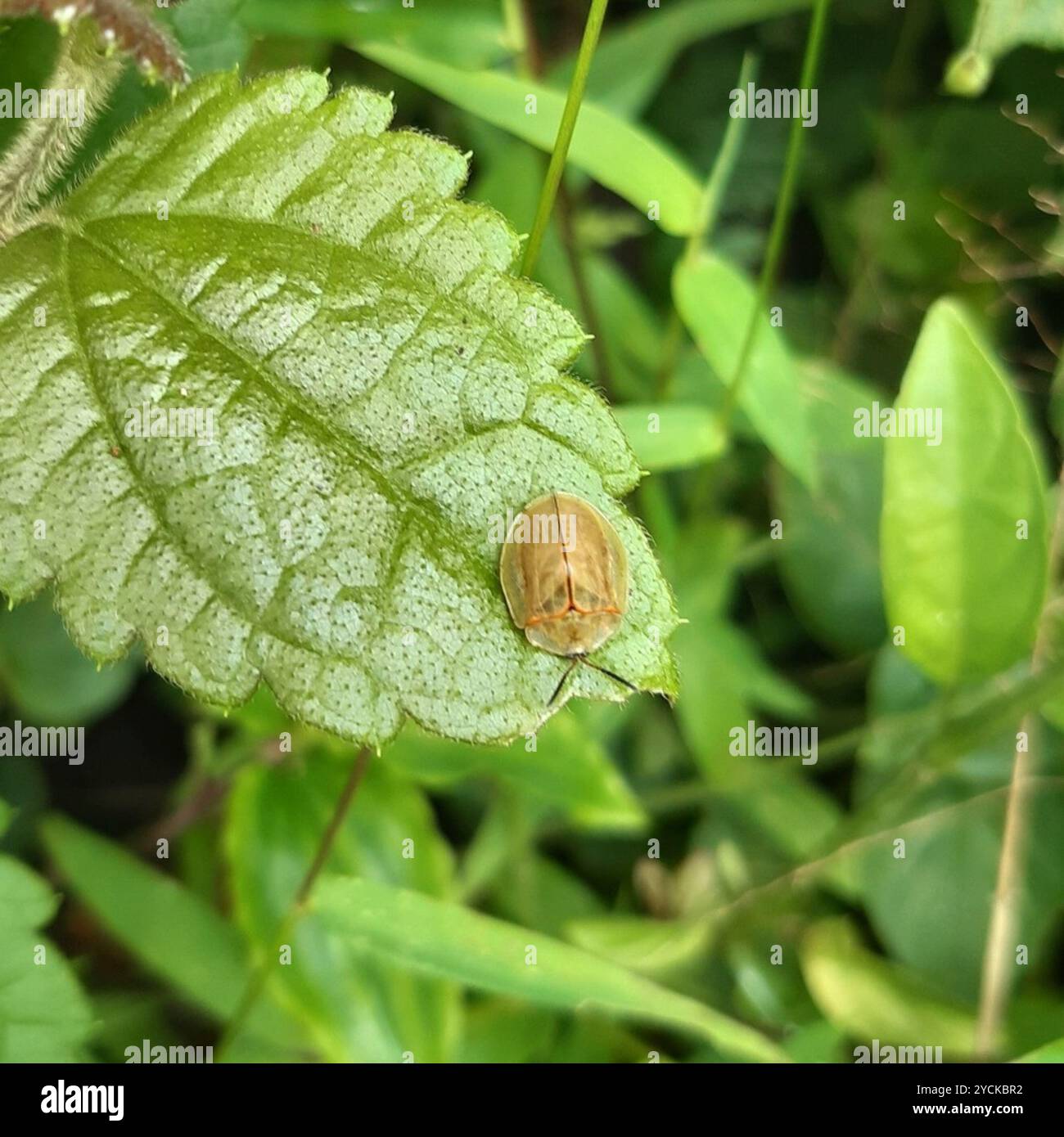 Tortoise and Hispine Beetles (Cassidinae) Insecta Stock Photo - Alamy
