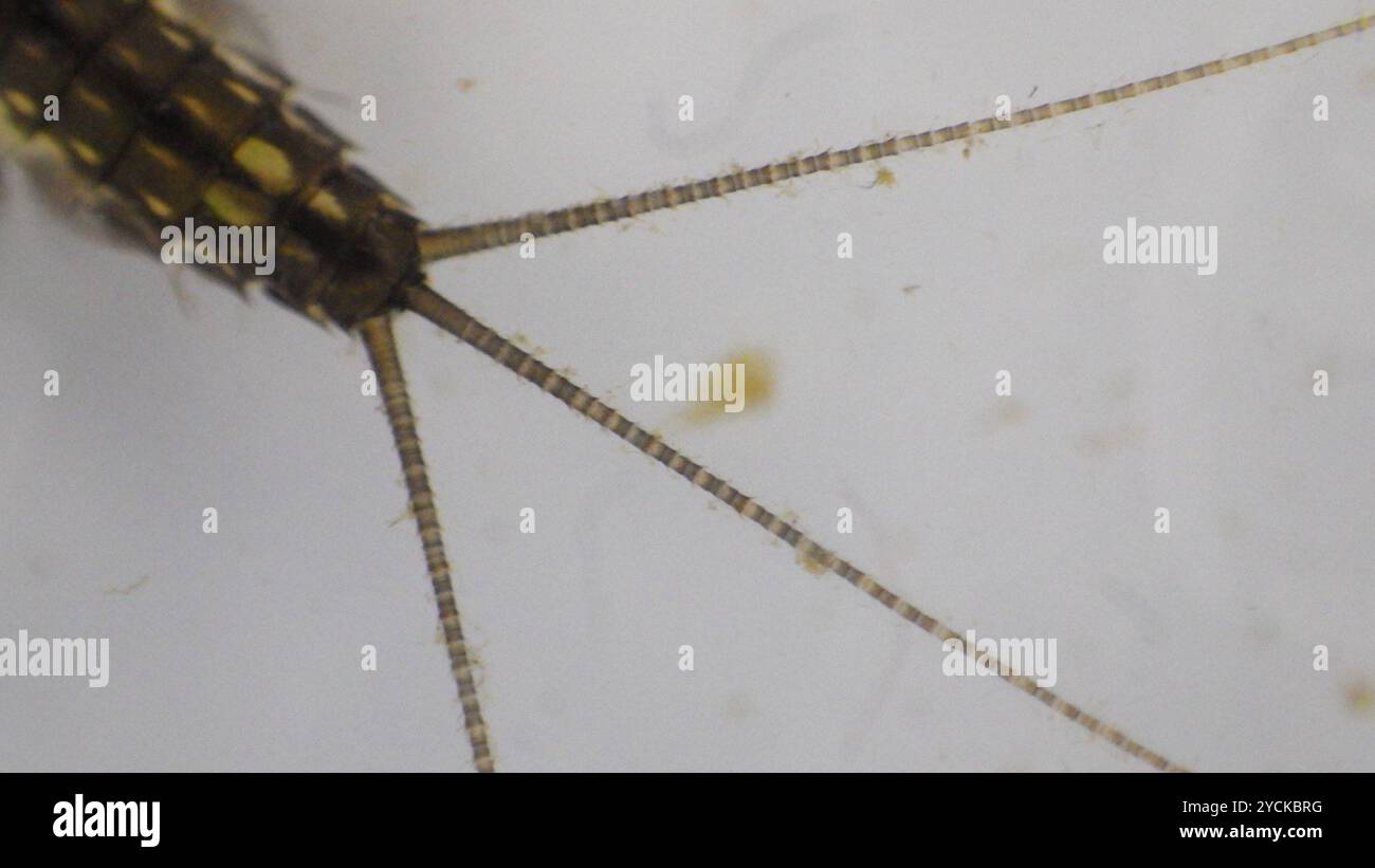 Orange Cahill (Stenacron interpunctatum) Insecta Stock Photo - Alamy