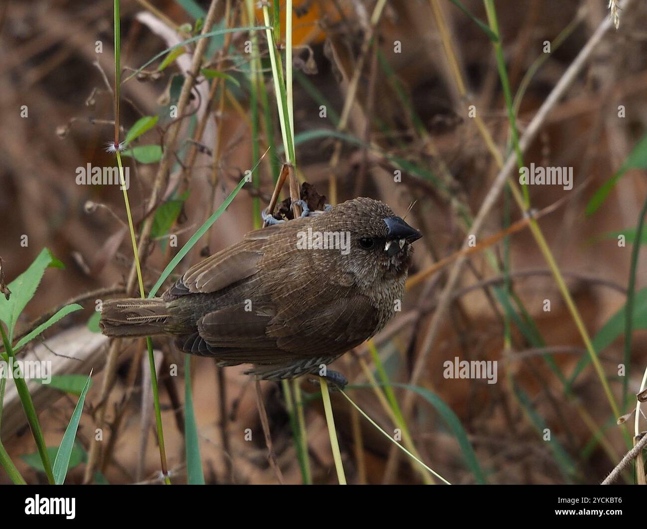 Scaly-breasted Munia (Lonchura punctulata) Aves Stock Photo - Alamy
