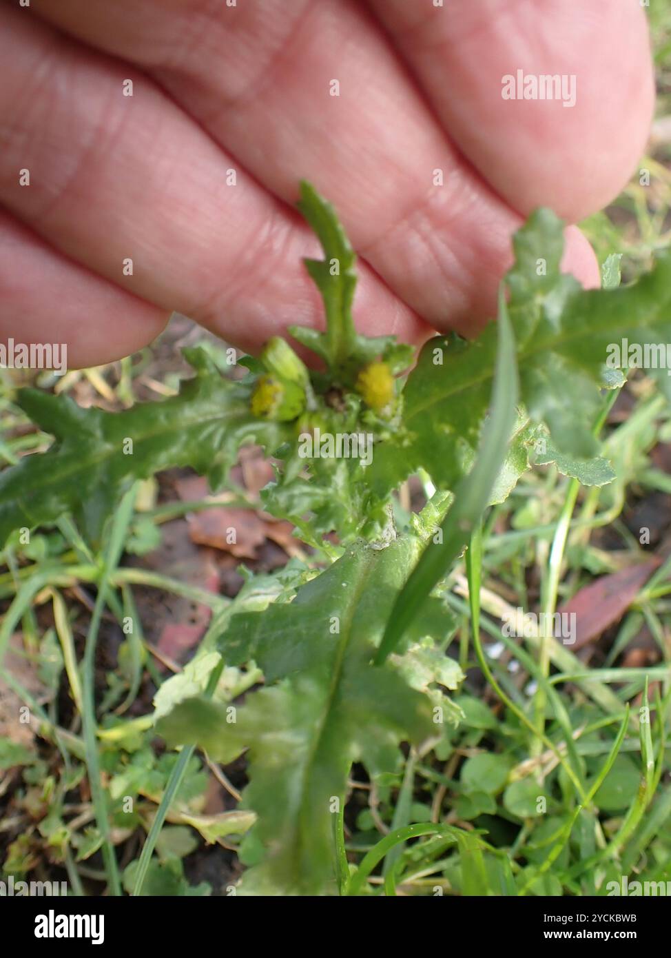 common groundsel (Senecio vulgaris) Plantae Stock Photo - Alamy