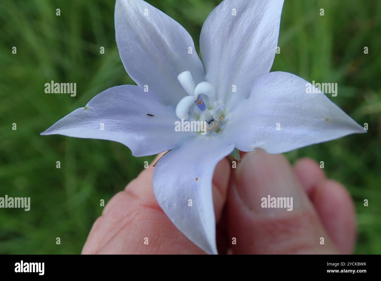 African Blue Bell (Wahlenbergia undulata) Plantae Stock Photo - Alamy