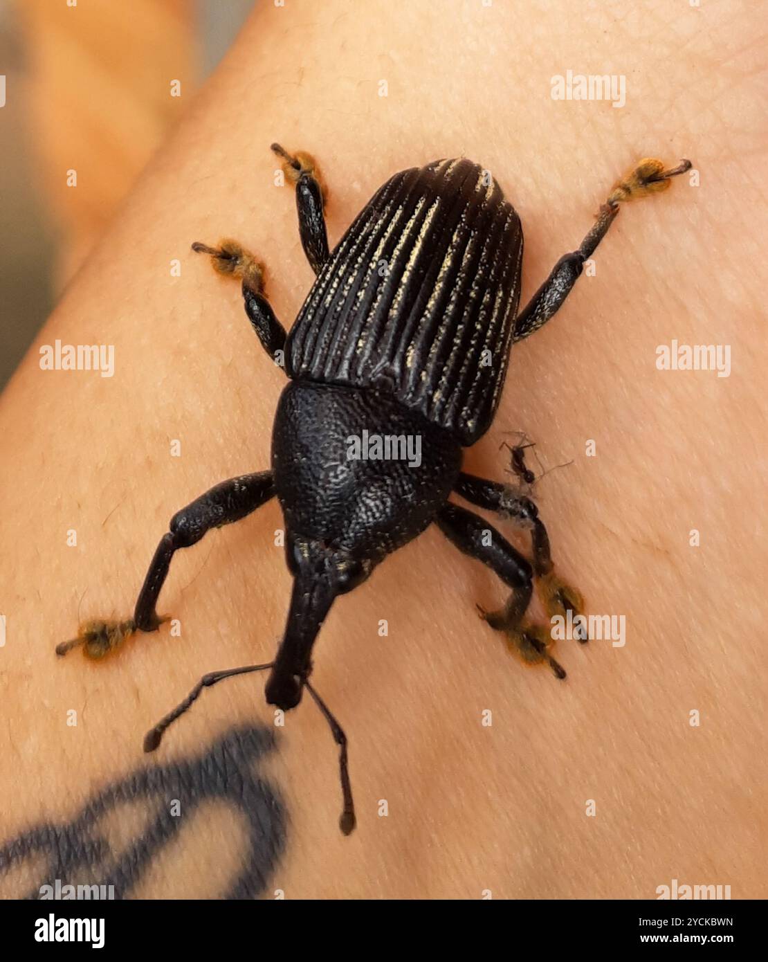 (Cholus parallelogrammus) Insecta Stock Photo - Alamy