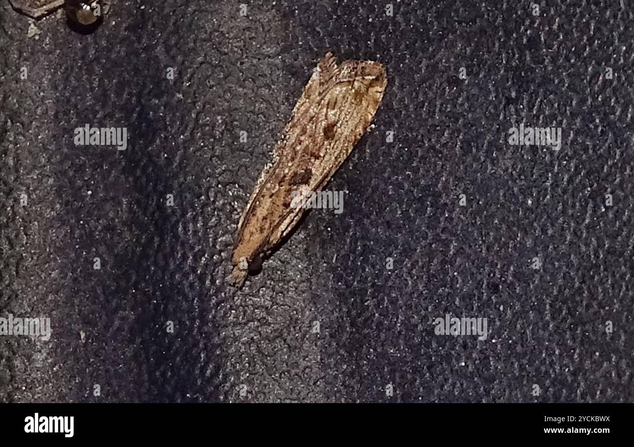 Javelin Moth (Bactra verutana) Insecta Stock Photo - Alamy