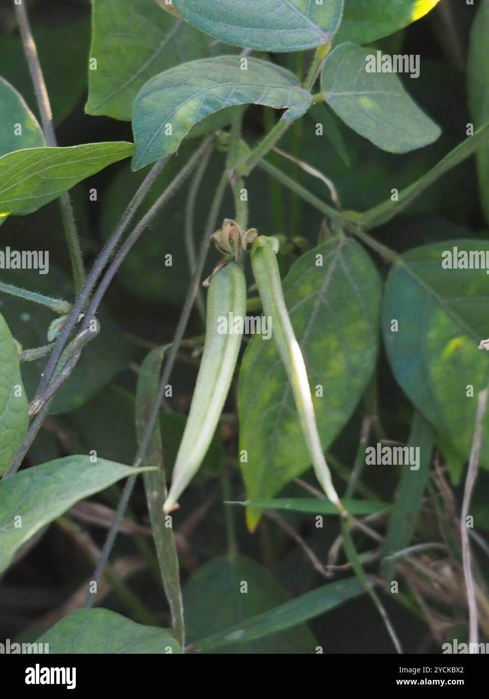 Centrosema pubescens hi-res stock photography and images - Alamy