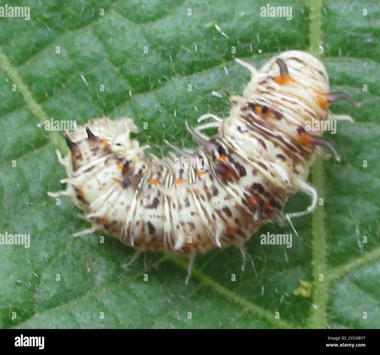 Spiny Bollworm (Earias biplaga) Insecta Stock Photo - Alamy