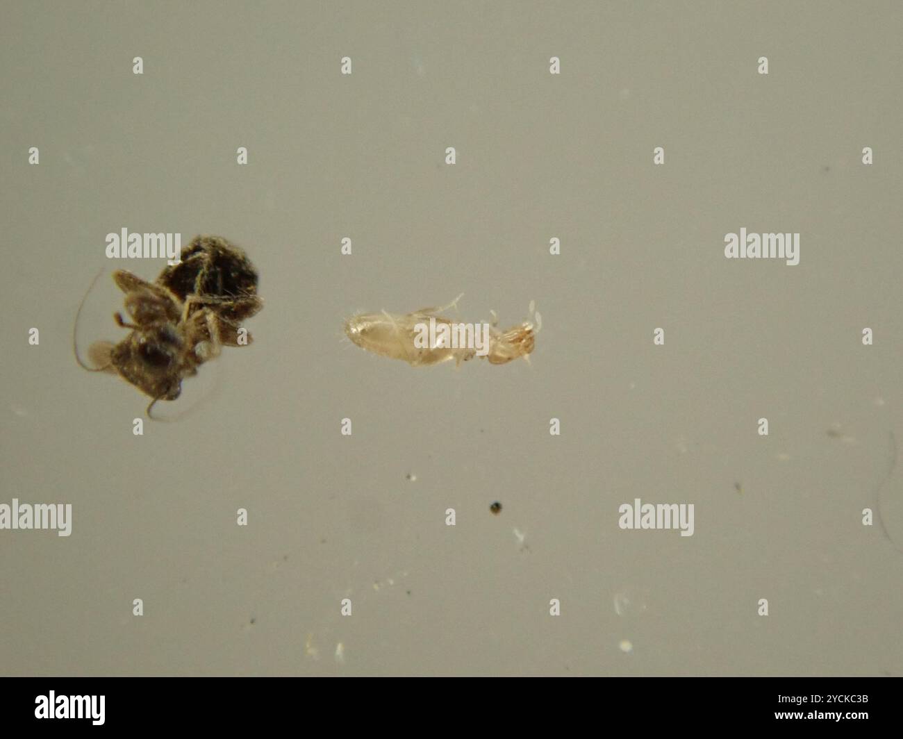 Liposcelis hi-res stock photography and images - Alamy