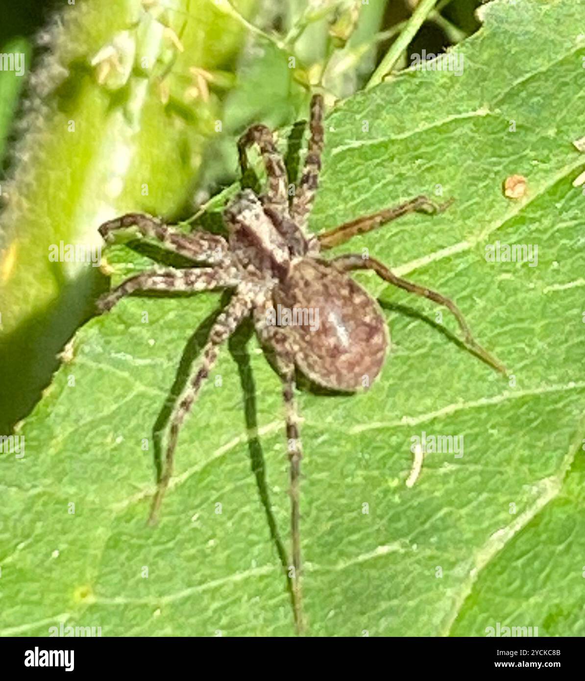 Thin-legged Wolf Spiders (Pardosa) Arachnida Stock Photo - Alamy