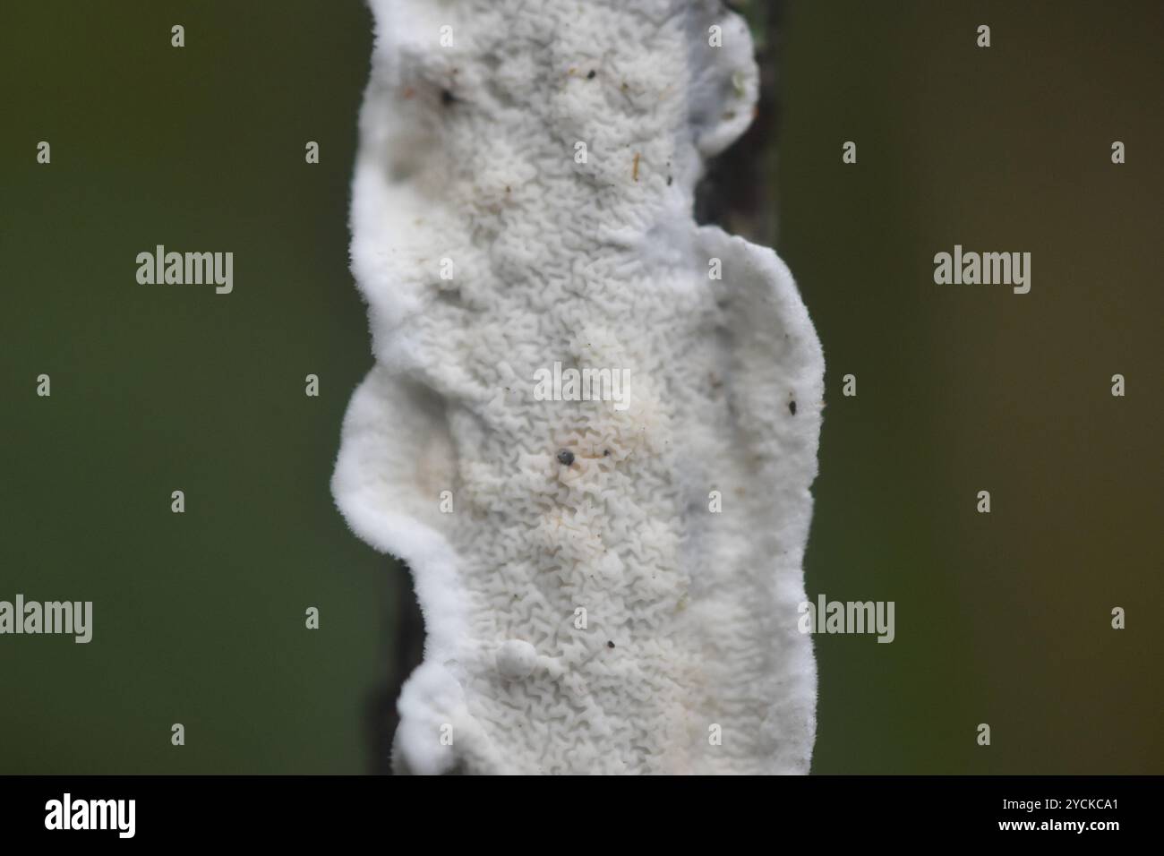 Netted Crust (Byssomerulius corium) Fungi Stock Photo - Alamy
