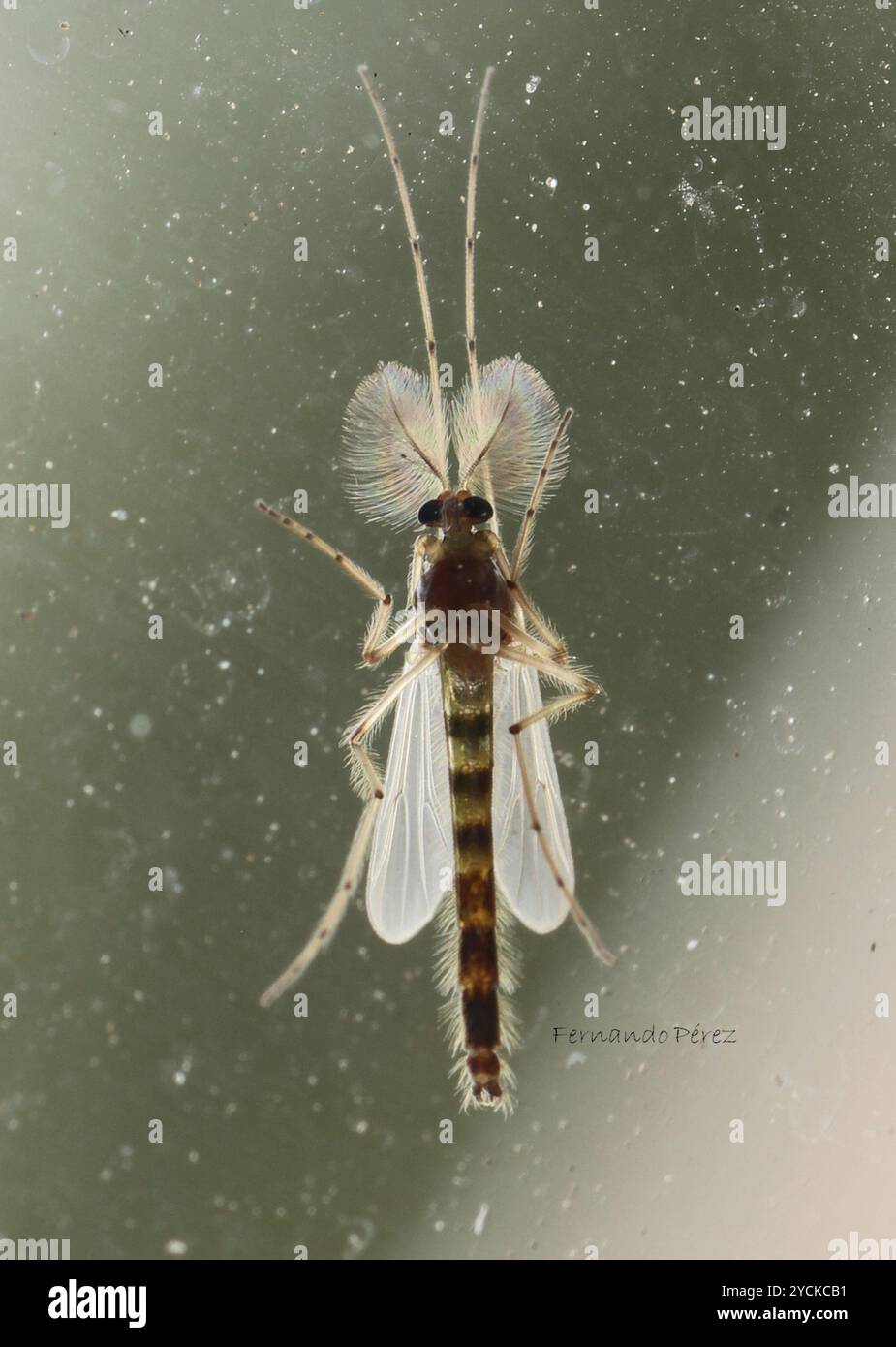 Non-biting Midges (Chironomidae) Insecta Stock Photo - Alamy