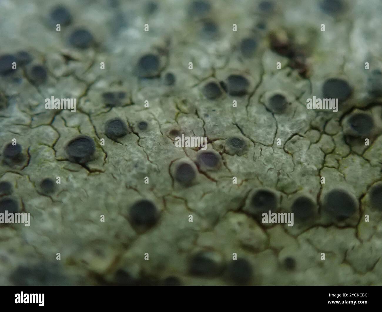 Smooth Sunken Disc Lichen (Aspicilia laevata) Fungi Stock Photo - Alamy