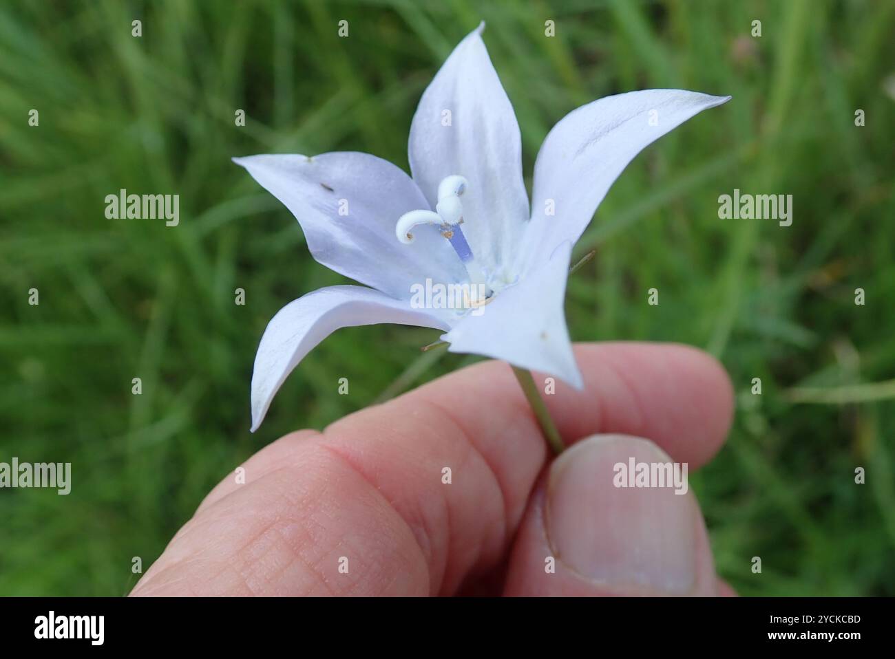 African Blue Bell (Wahlenbergia undulata) Plantae Stock Photo - Alamy
