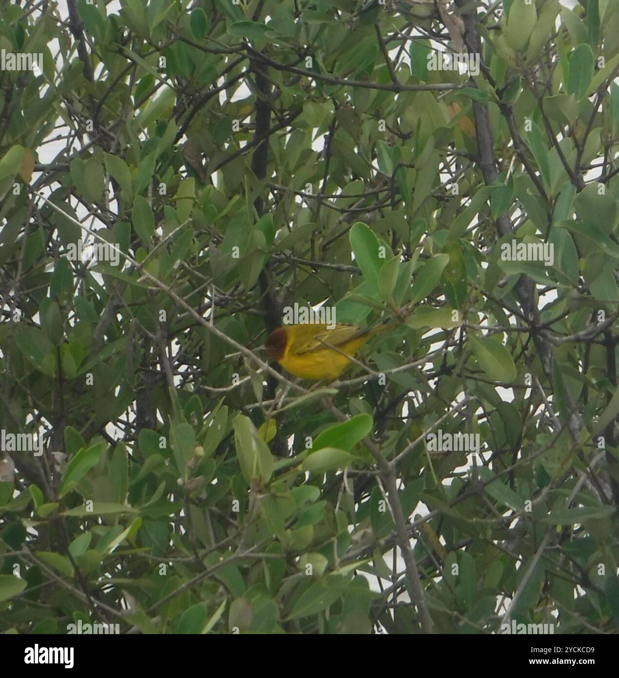 Mangrove Warbler [rhizophorae] (Setophaga petechia rhizophorae) Aves ...