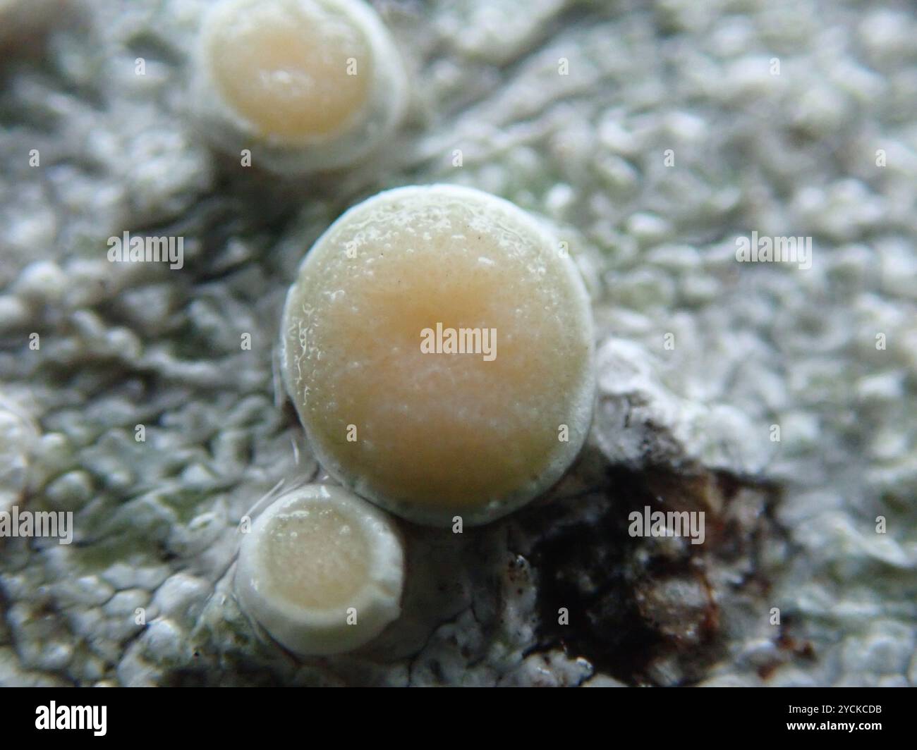 Smooth Saucer Lichen (Ochrolechia laevigata) Fungi Stock Photo - Alamy