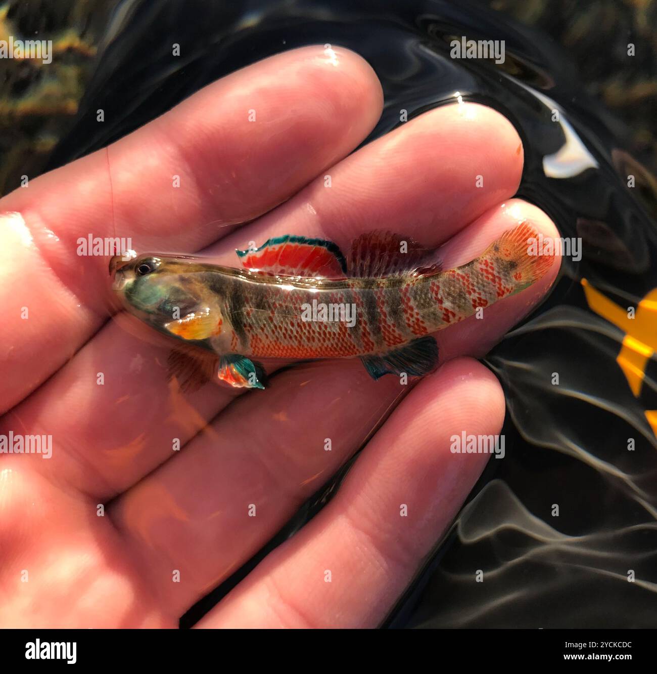 Greenthroat Darter (Etheostoma lepidum) Actinopterygii Stock Photo - Alamy