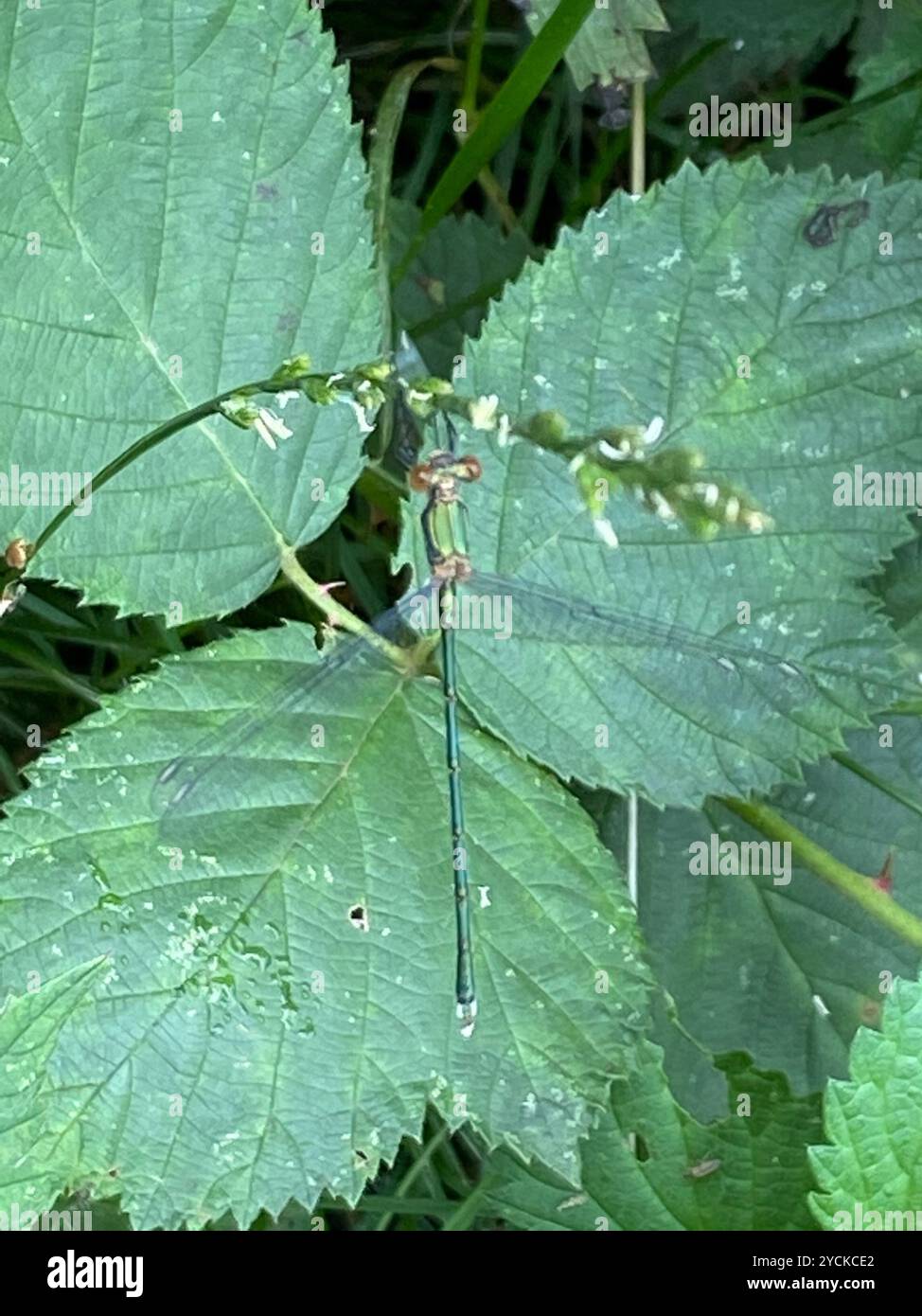 Western Willow Spreadwing (Chalcolestes viridis) Insecta Stock Photo ...