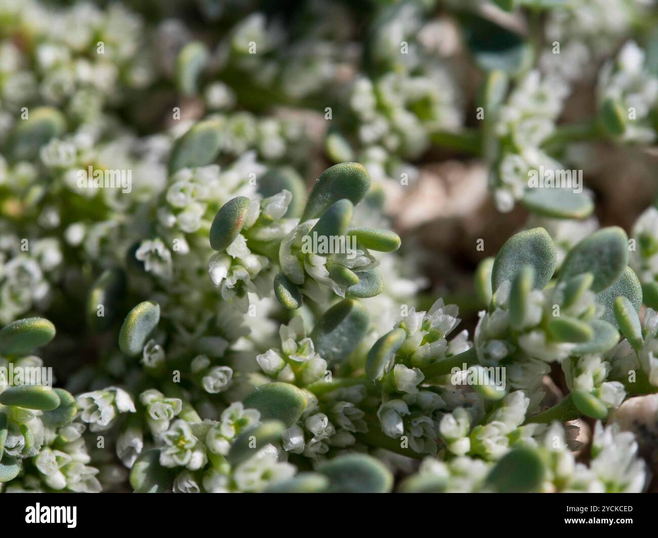 Frost Mat (Achyronychia cooperi) Plantae Stock Photo - Alamy