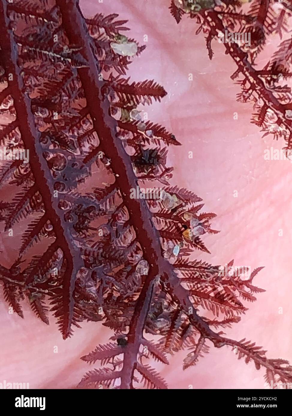 Southern Sea Fern (Ptilota filicina) Plantae Stock Photo - Alamy