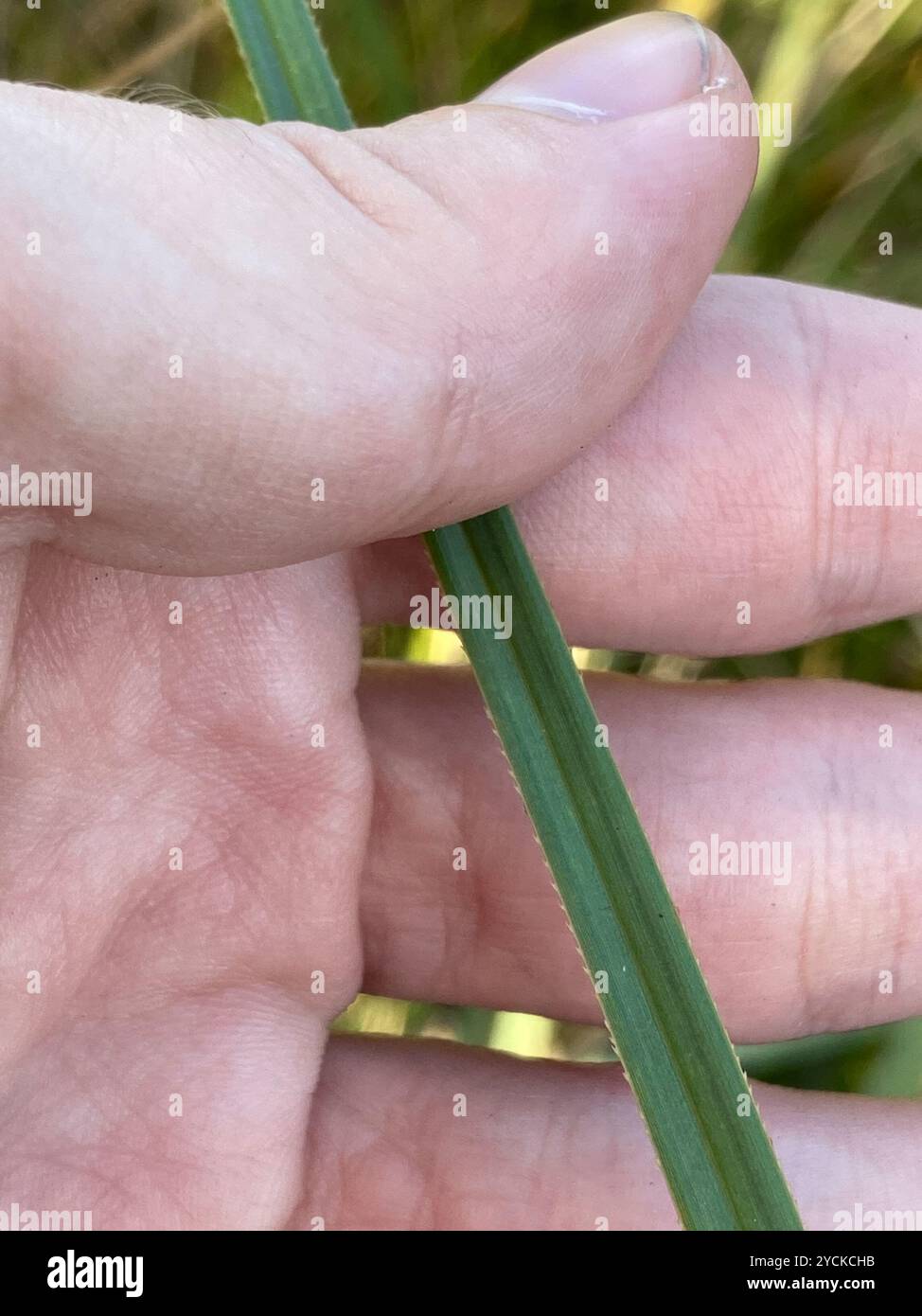 Jamaica swamp sawgrass (Cladium mariscus jamaicense) Plantae Stock ...
