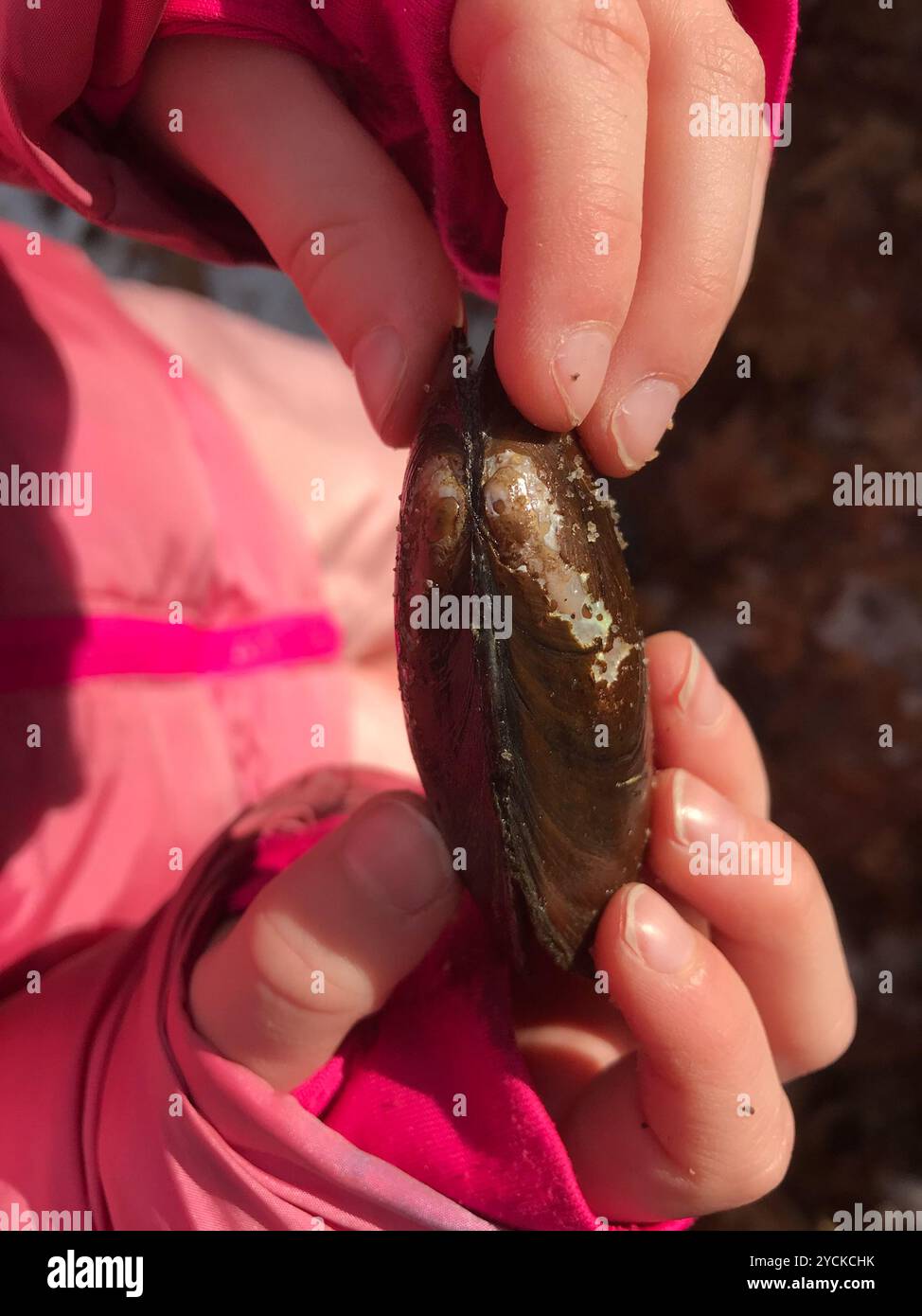 Eastern Elliptio (Elliptio complanata) Mollusca Stock Photo - Alamy