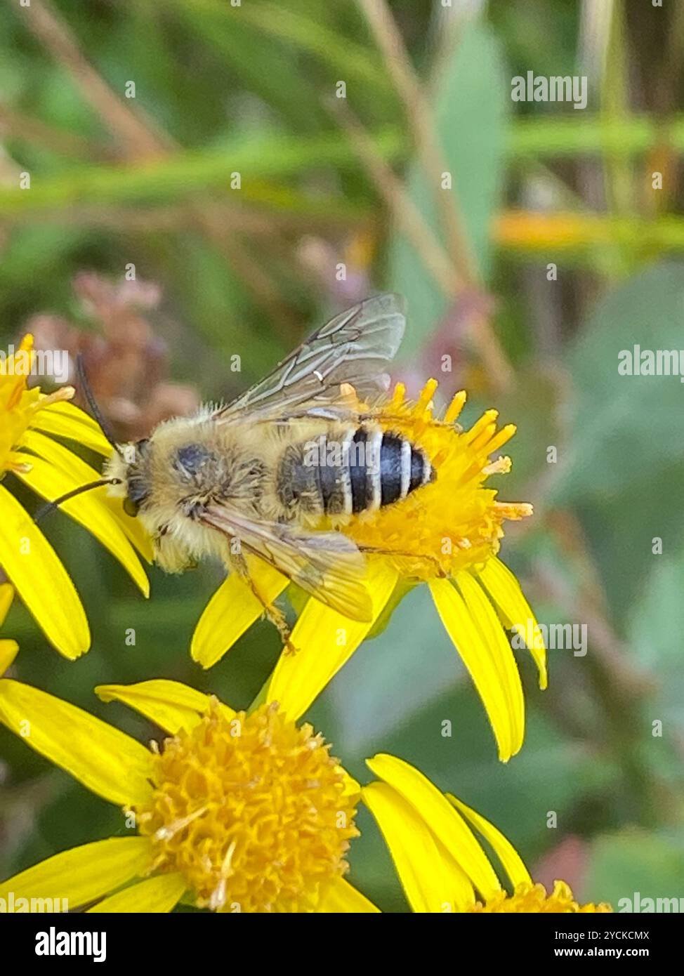 Common Pantaloon Bee (Dasypoda hirtipes) Insecta Stock Photo - Alamy