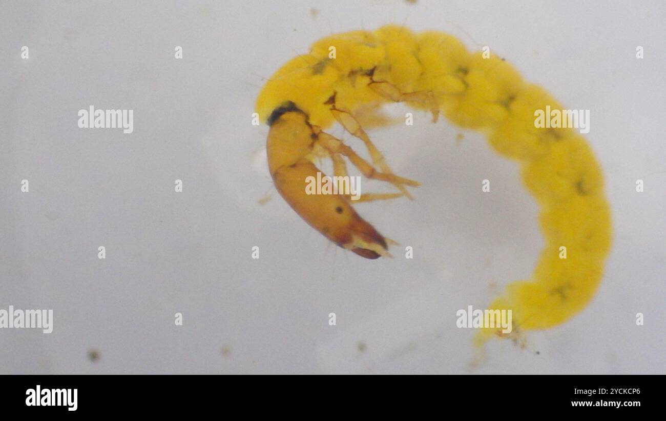 Little Black Caddisflies (Chimarra) Insecta Stock Photo - Alamy