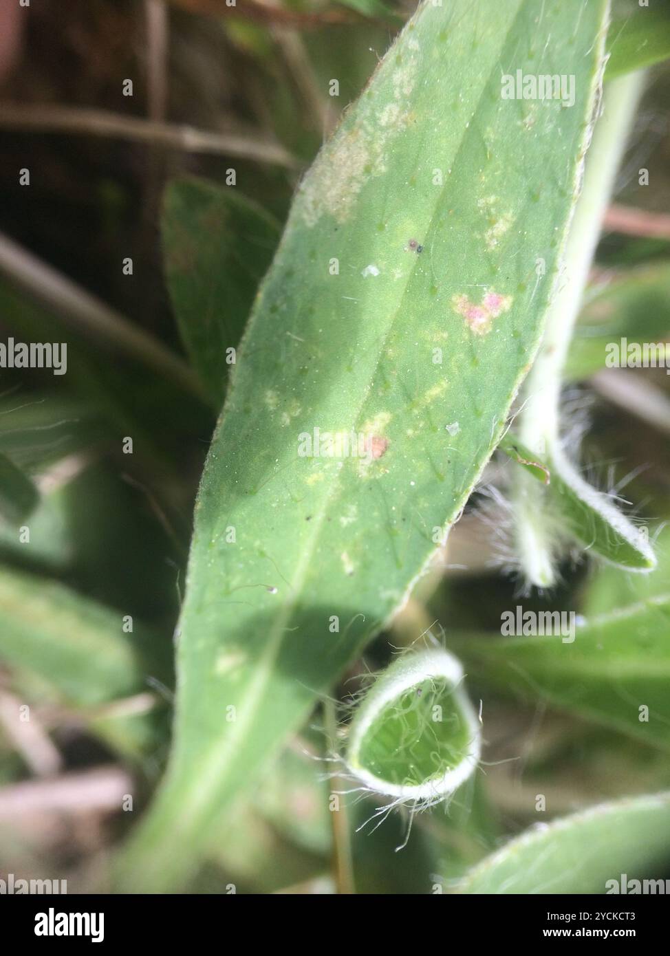mouse-eared hawkweed (Pilosella officinarum) Plantae Stock Photo - Alamy