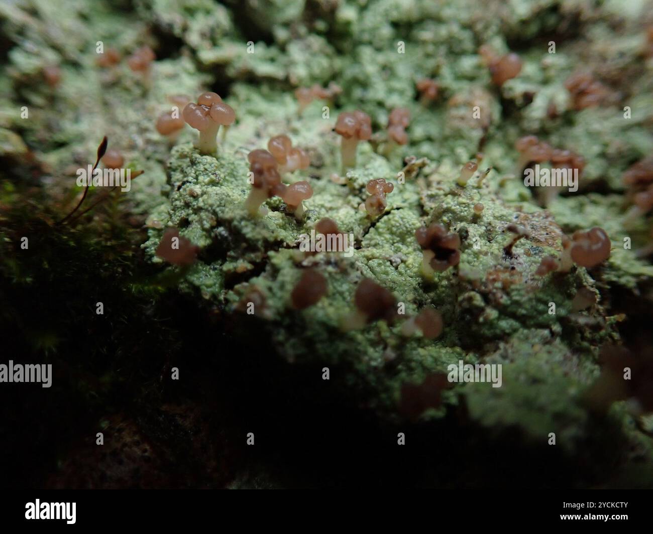 Brown Beret Lichen (Baeomyces rufus) Fungi Stock Photo - Alamy