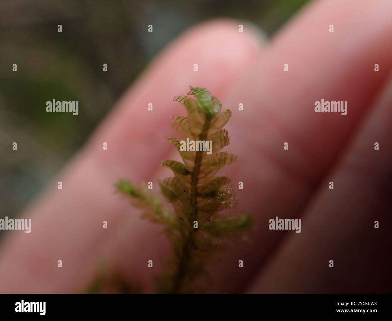 Douglas' Neckera Moss (Neckera douglasii) Plantae Stock Photo - Alamy