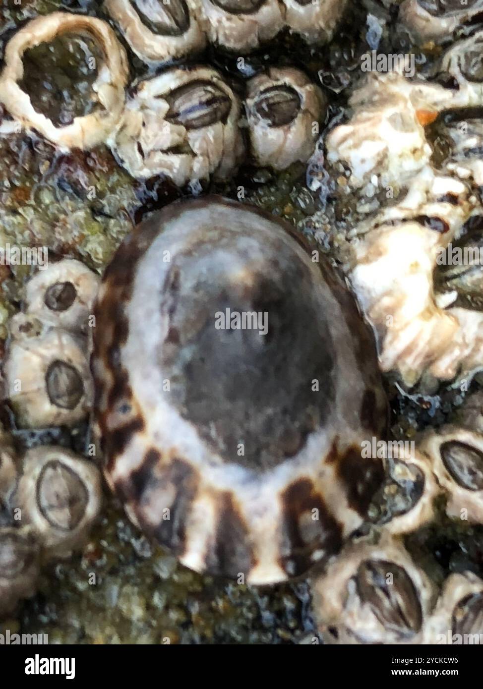 Plate Limpet (Lottia scutum) Mollusca Stock Photo - Alamy