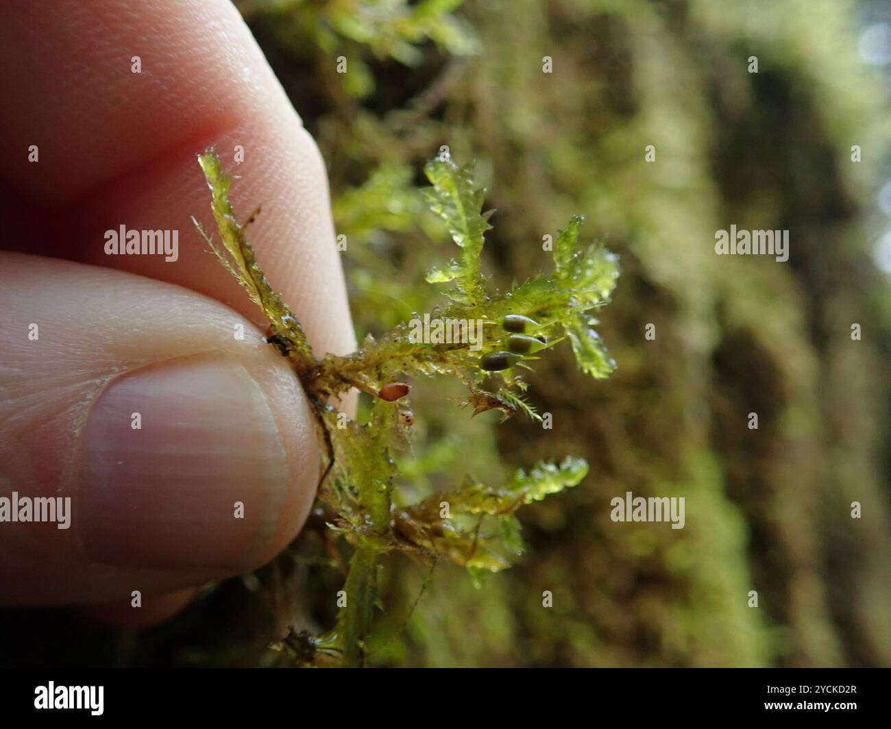 Douglas' Neckera Moss (Neckera douglasii) Plantae Stock Photo - Alamy