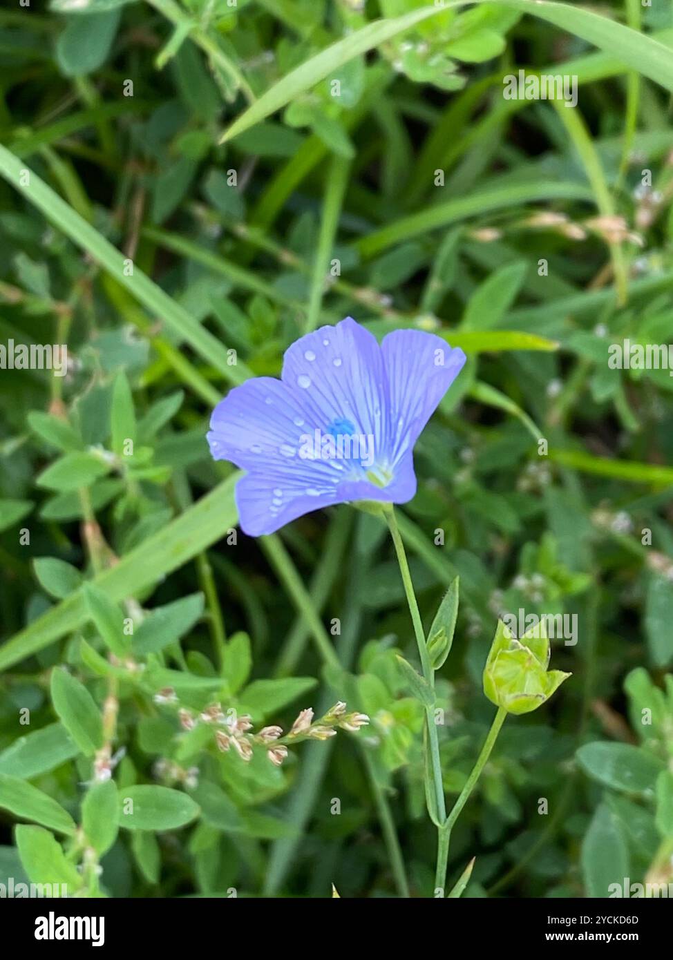 common flax (Linum usitatissimum) Plantae Stock Photo - Alamy