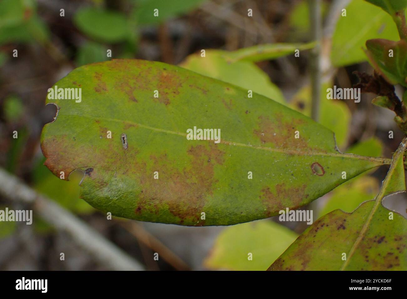southern bayberry (Morella caroliniensis) Plantae Stock Photo - Alamy