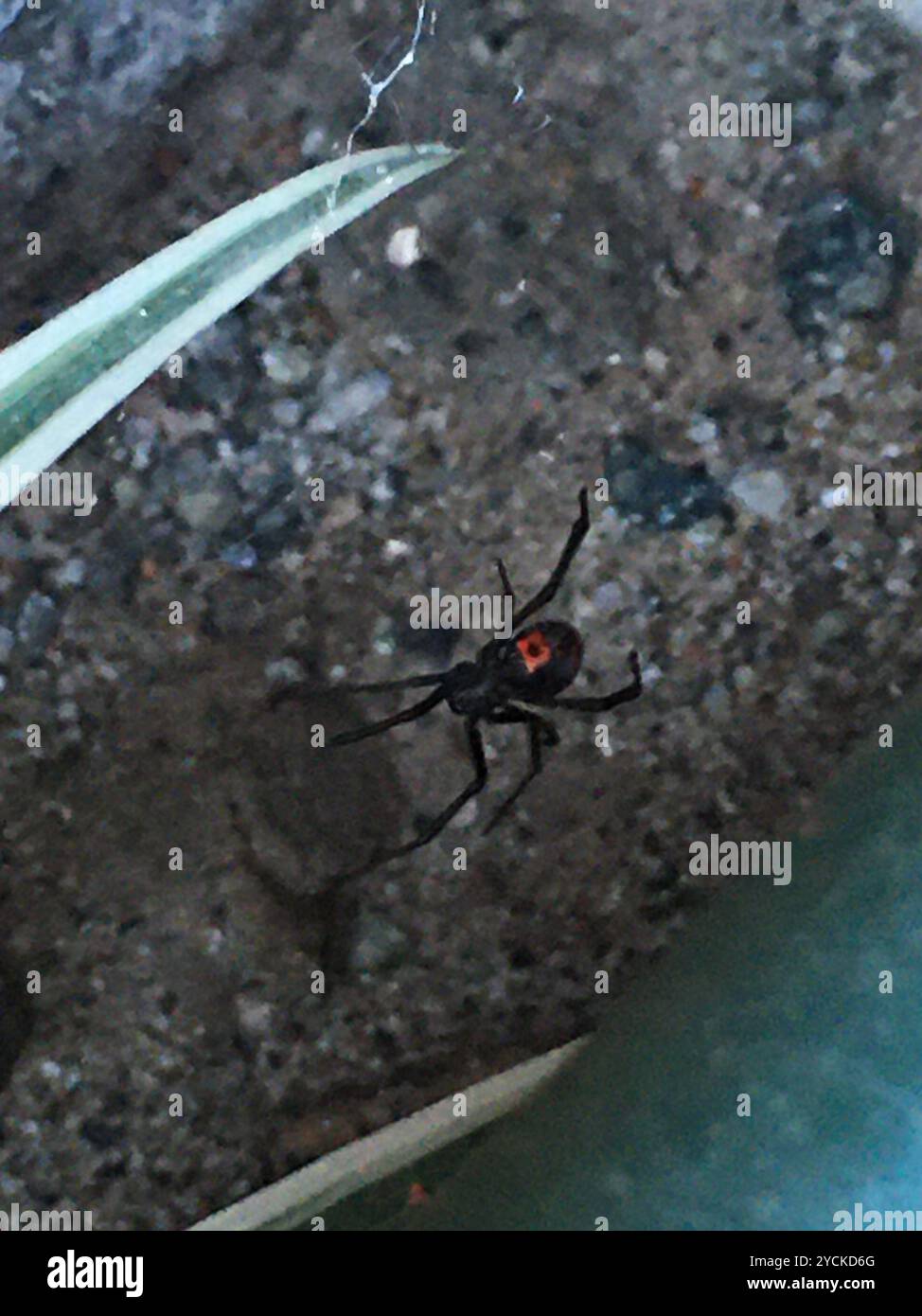 Widow Spiders (Latrodectus) Arachnida Stock Photo - Alamy
