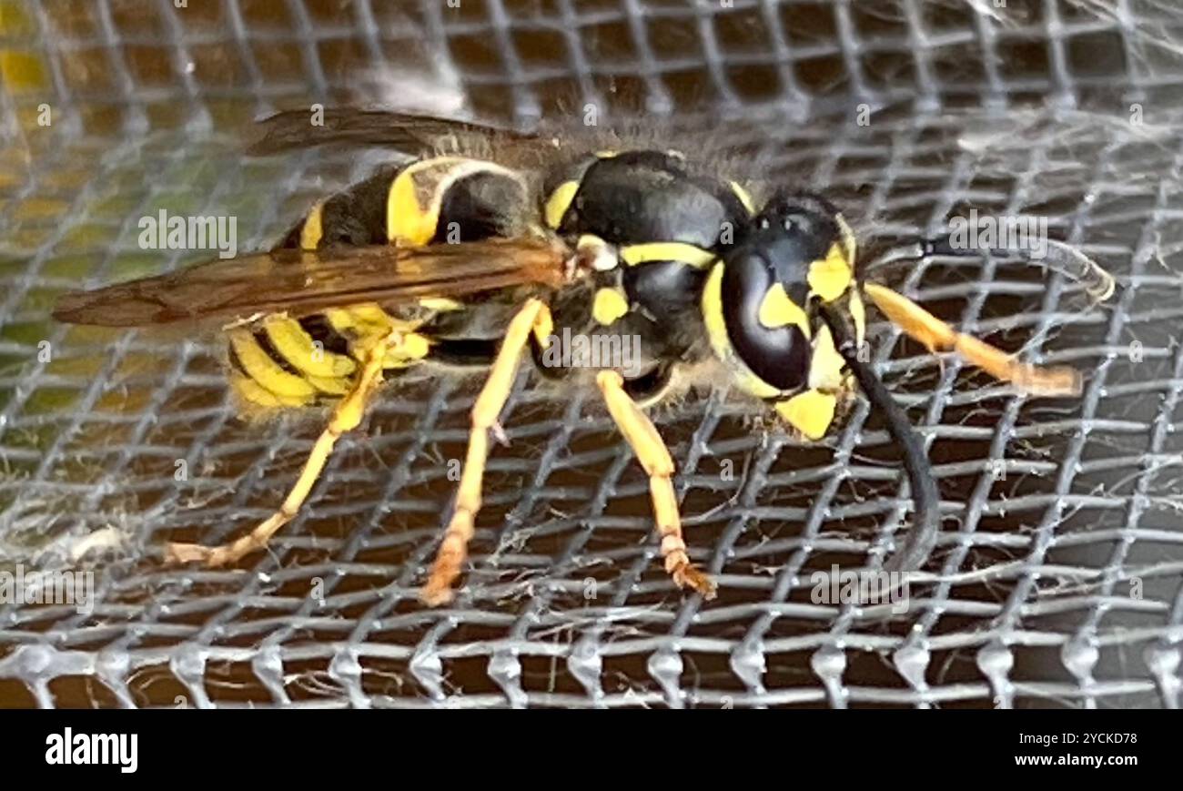 Common European Yellowjacket (Vespula vulgaris) Insecta Stock Photo - Alamy