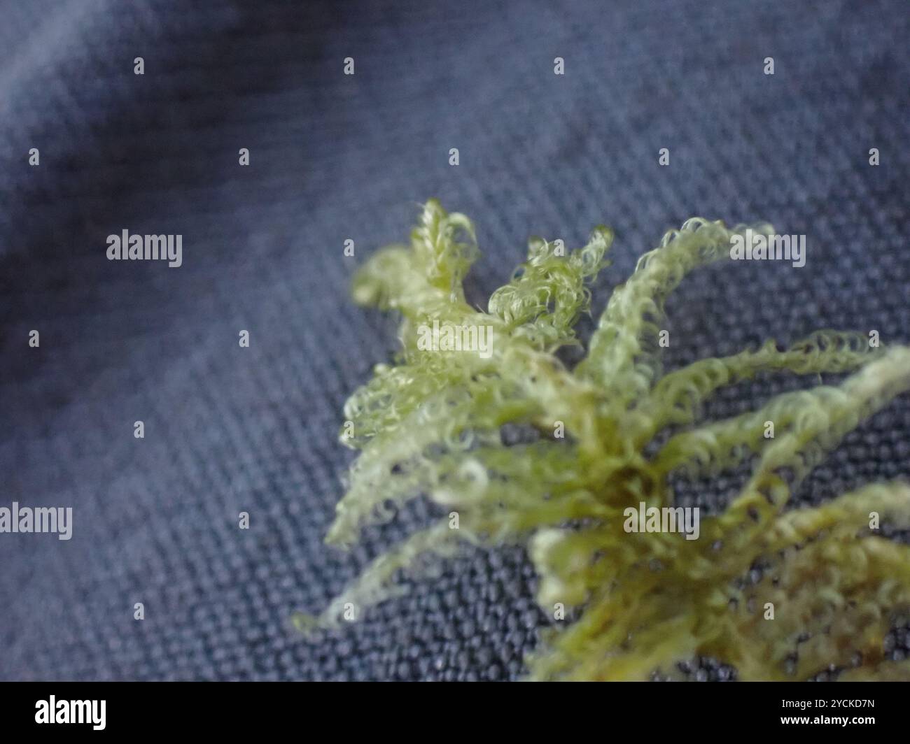 Ostrich-plume Moss (Ptilium crista-castrensis) Plantae Stock Photo - Alamy