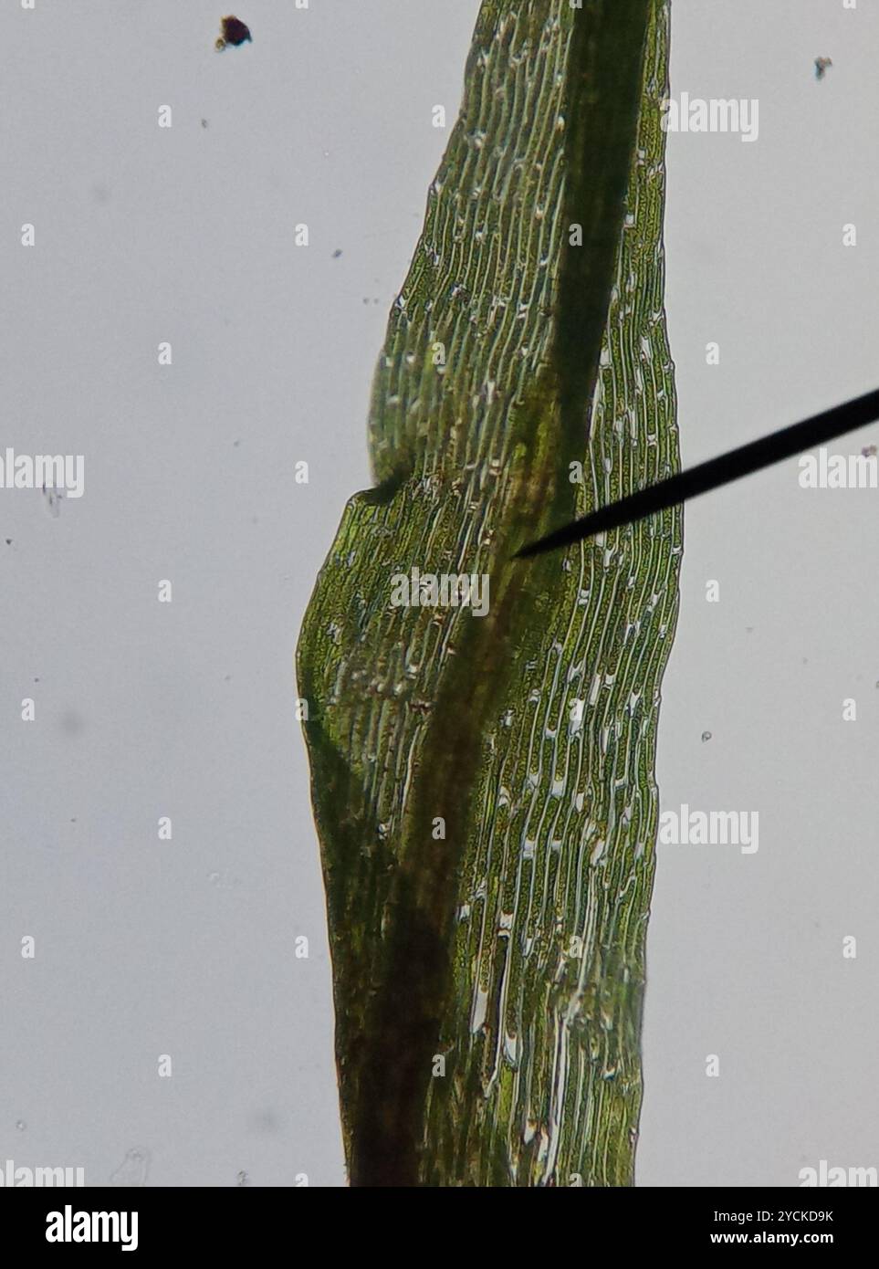 Cape Thread-moss (Orthodontium lineare) Plantae Stock Photo - Alamy