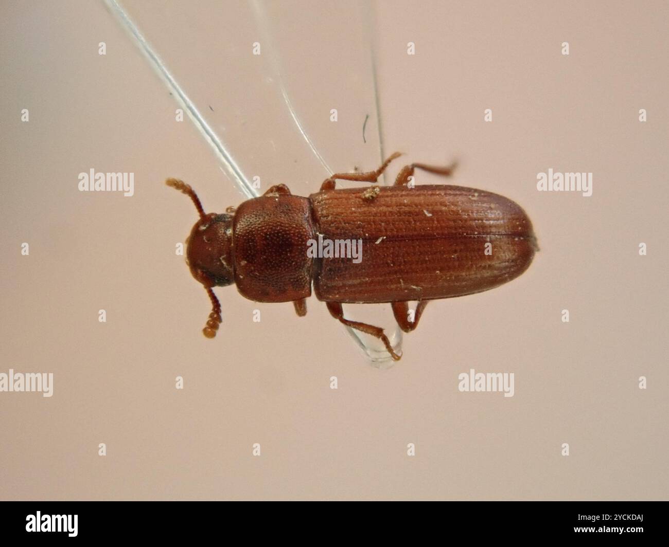 Red Flour Beetle (Tribolium castaneum) Insecta Stock Photo - Alamy