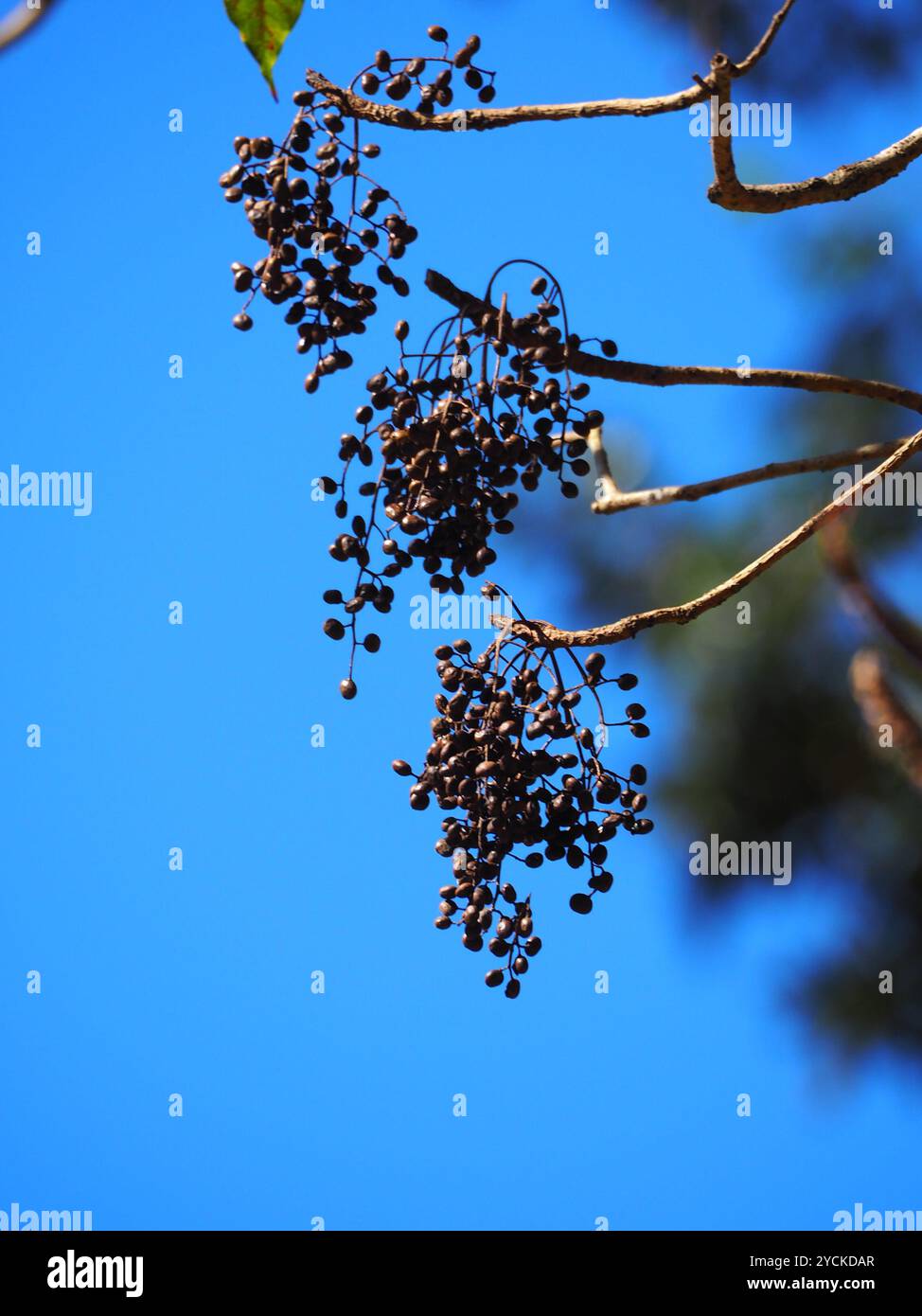 Japanese wax tree (Toxicodendron succedaneum) Plantae Stock Photo - Alamy