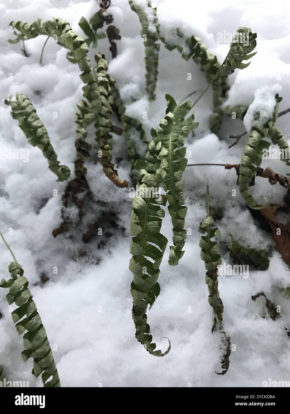 rock polypody (Polypodium virginianum) Plantae Stock Photo - Alamy