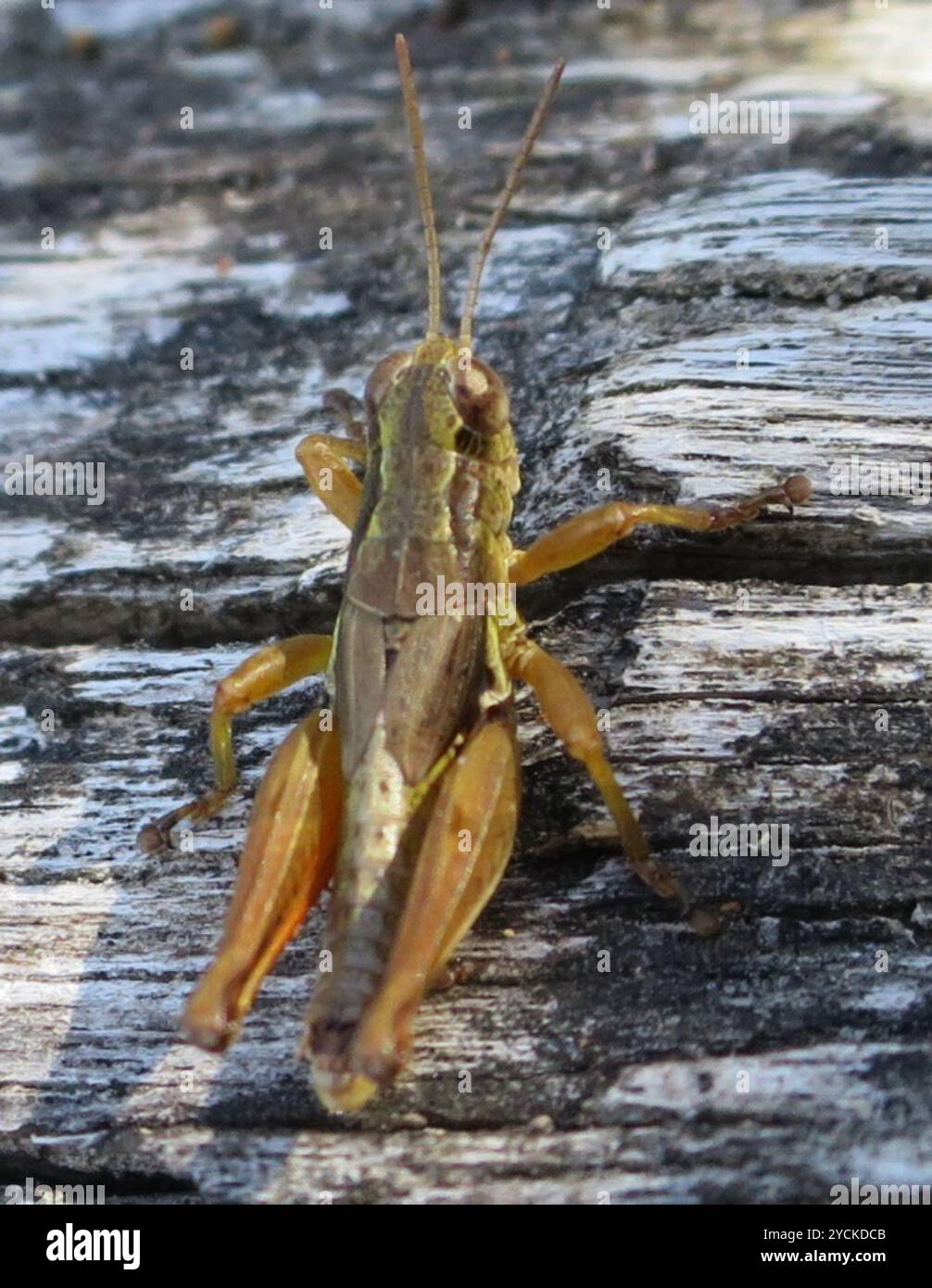 New Zealand Grasshopper (Phaulacridium marginale) Insecta Stock Photo ...