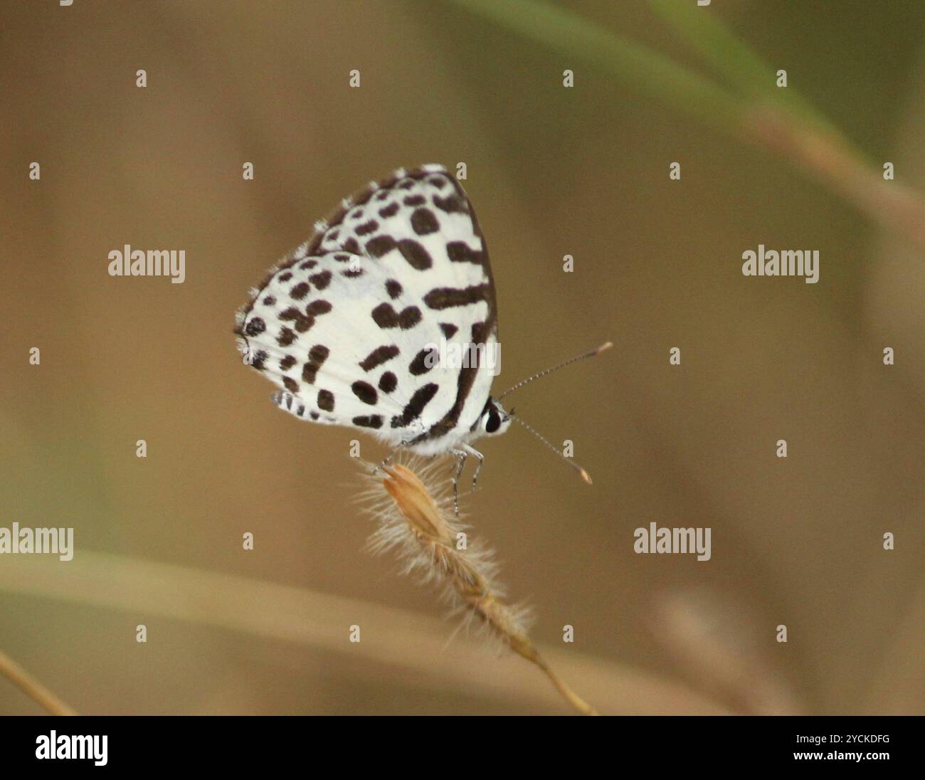Common Pierrot (Castalius rosimon) Insecta Stock Photo - Alamy