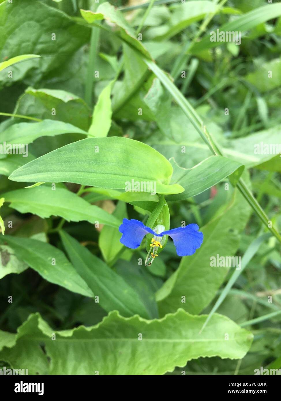 Asiatic dayflower (Commelina communis) Plantae Stock Photo - Alamy
