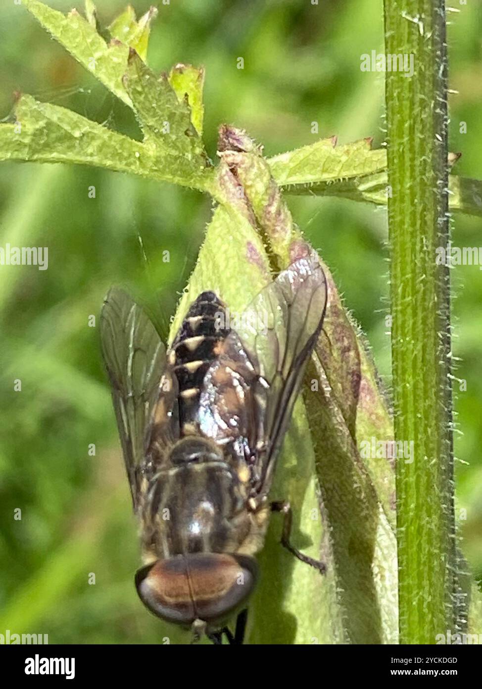 Large Marsh Horse Fly (Tabanus autumnalis) Insecta Stock Photo - Alamy