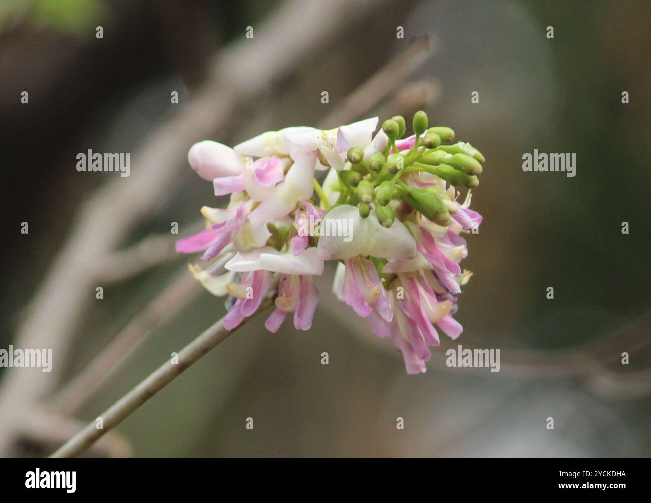 Fence Post Tree (Gliricidia sepium) Plantae Stock Photo - Alamy