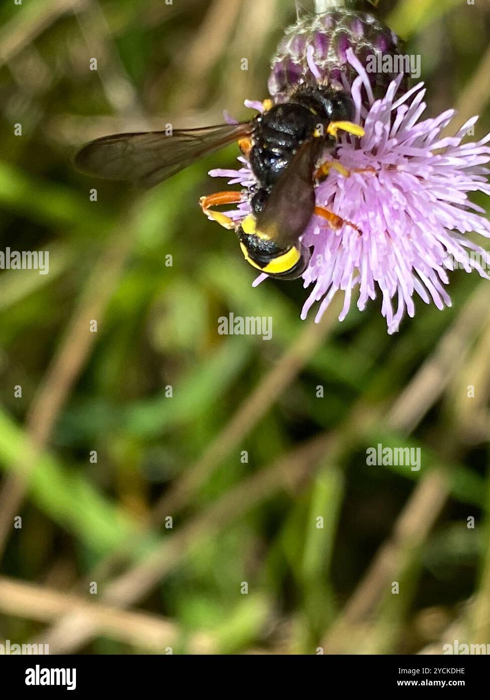 Typical Weevil Wasps and Allies (Cerceris) Insecta Stock Photo - Alamy