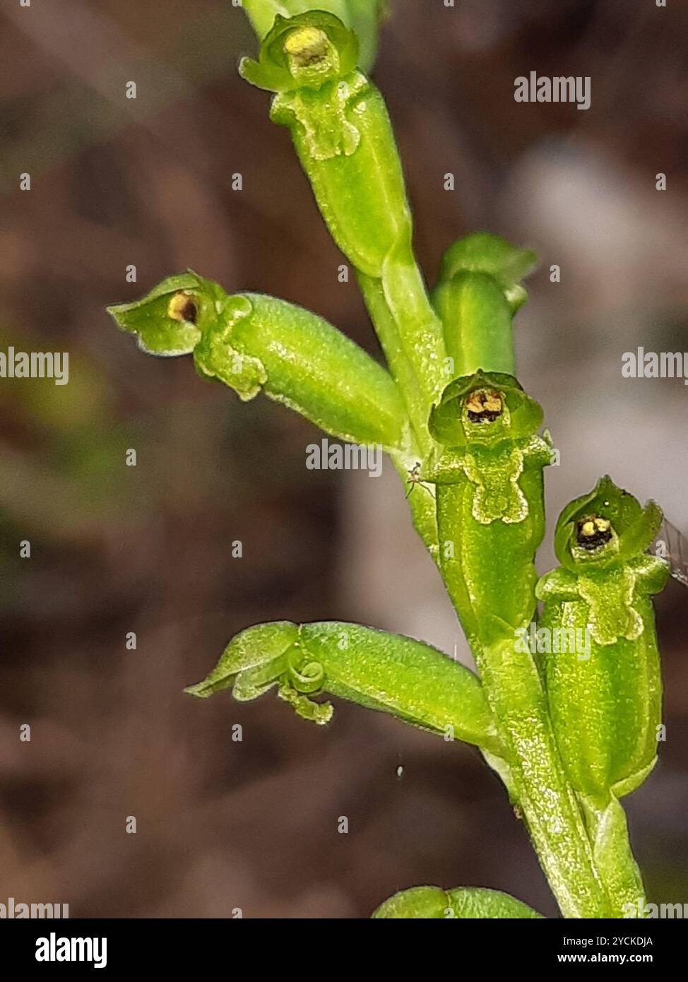 common onion-orchid (Microtis unifolia) Plantae Stock Photo - Alamy