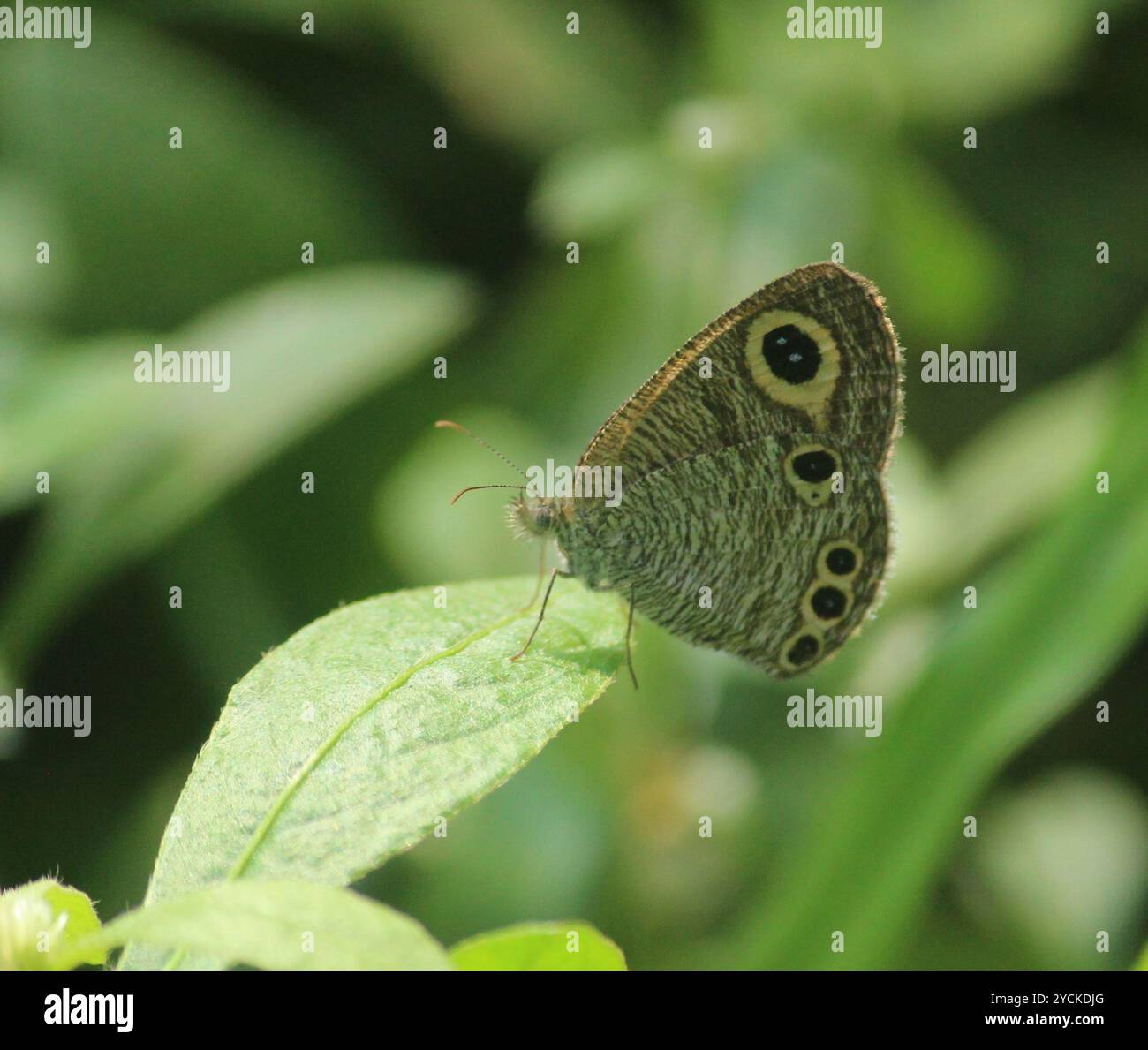 Common Four-ring (Ypthima huebneri) Insecta Stock Photo - Alamy